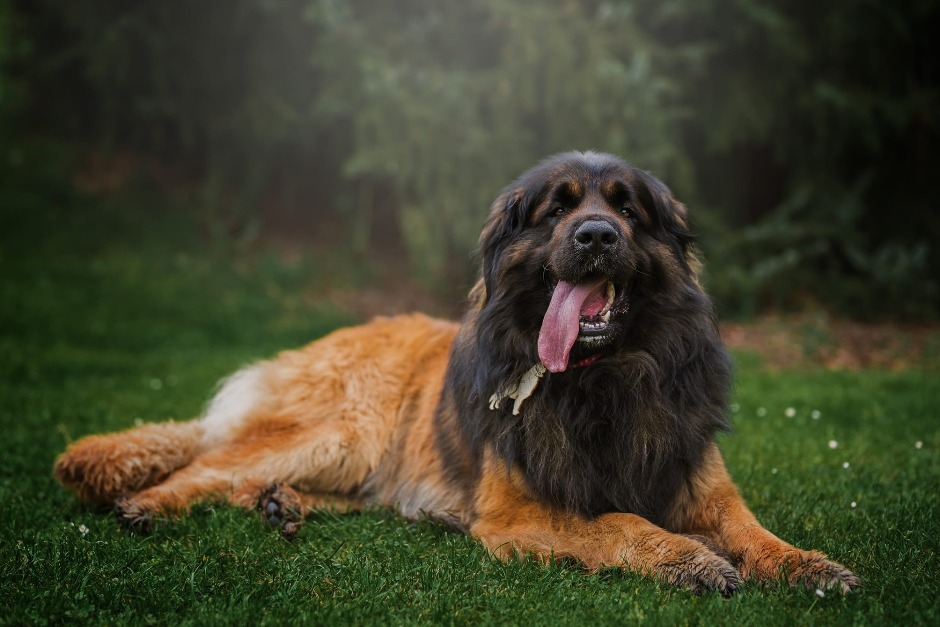 Chovní psi Leonberger :: Leon Eperies